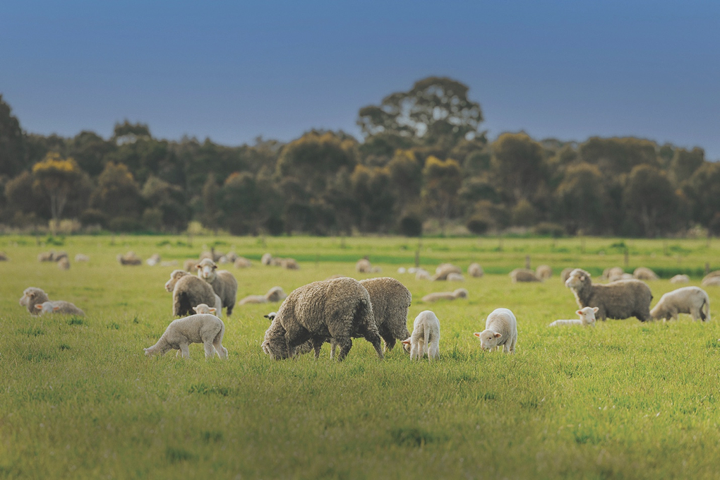 Aussie Lamb’s Moment - Flavor & The Menu